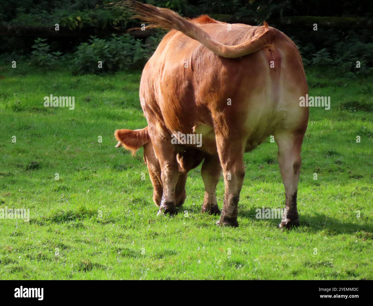 Tier tiere seltene tiere hi-res stock photography and images - Alamy