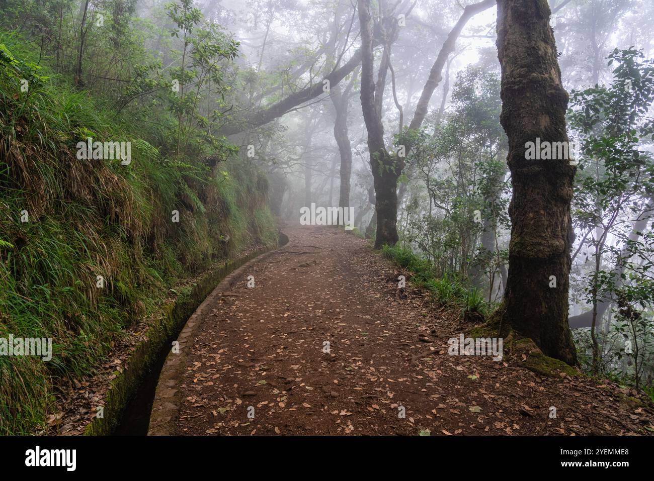 The beautiful trail PR11 Levada dos Balcoes in Madeira, with a foggy ...