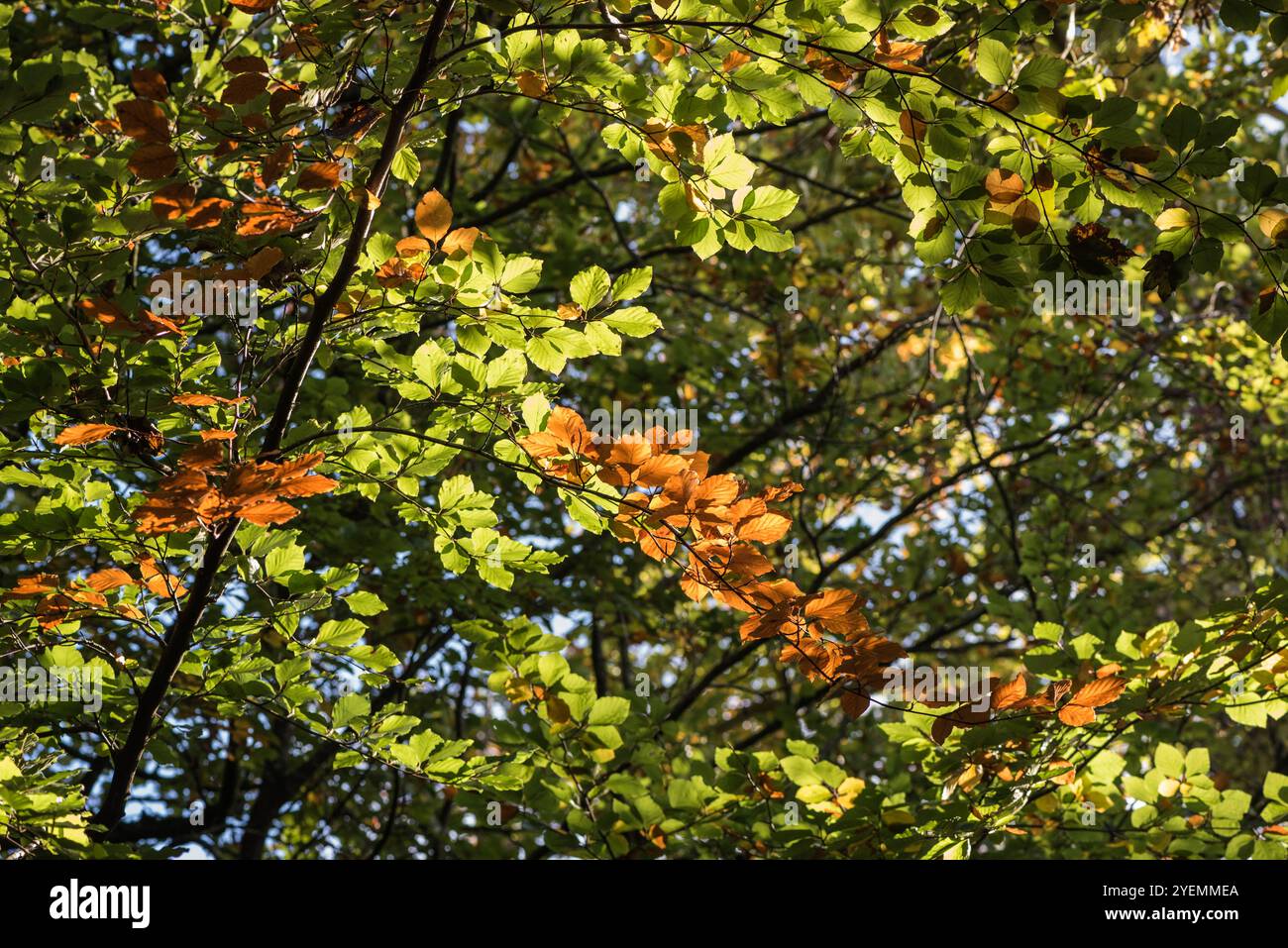 Autumnal colour: leaves of a Beech tree (Fagus sylvestris) on Box Hill ...