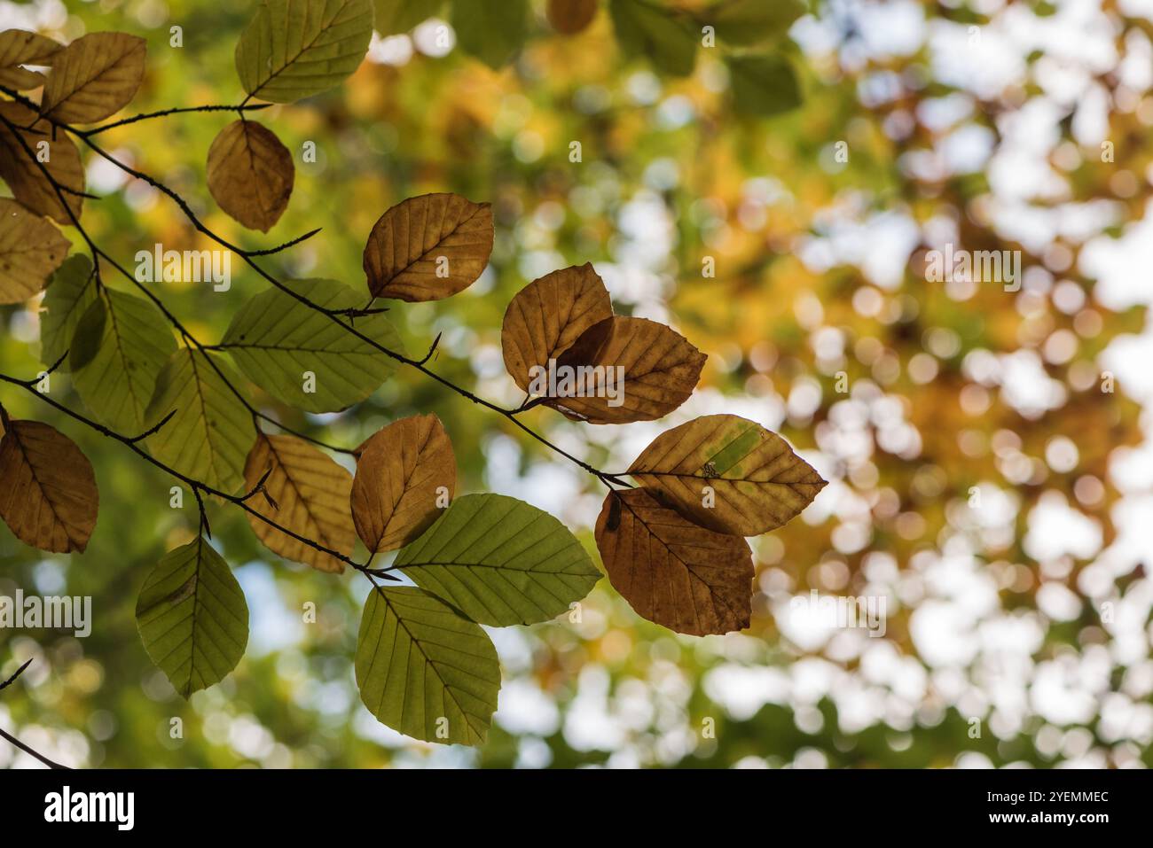Autumnal colour: leaves of a Beech tree (Fagus sylvestris) on Box Hill ...