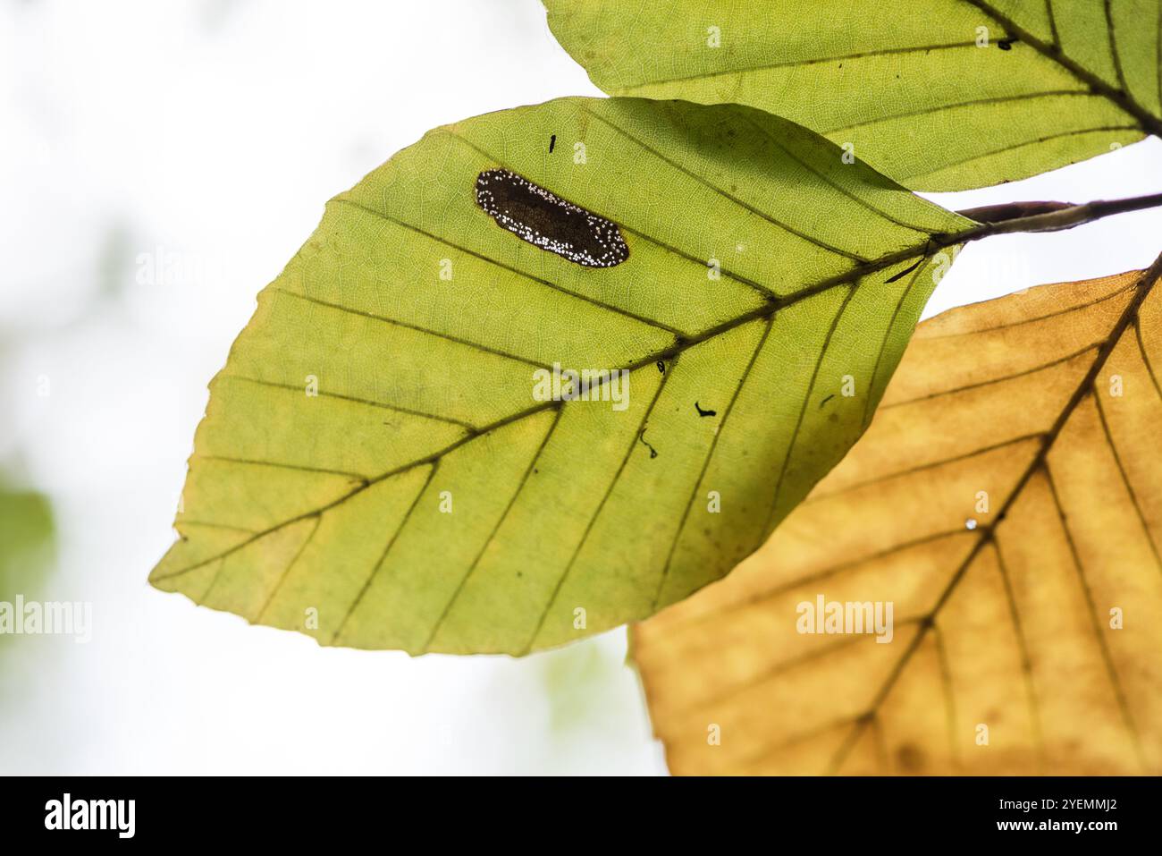Leaf mine of the Beech Midget moth (Phyllonorycter maestingella) in the ...