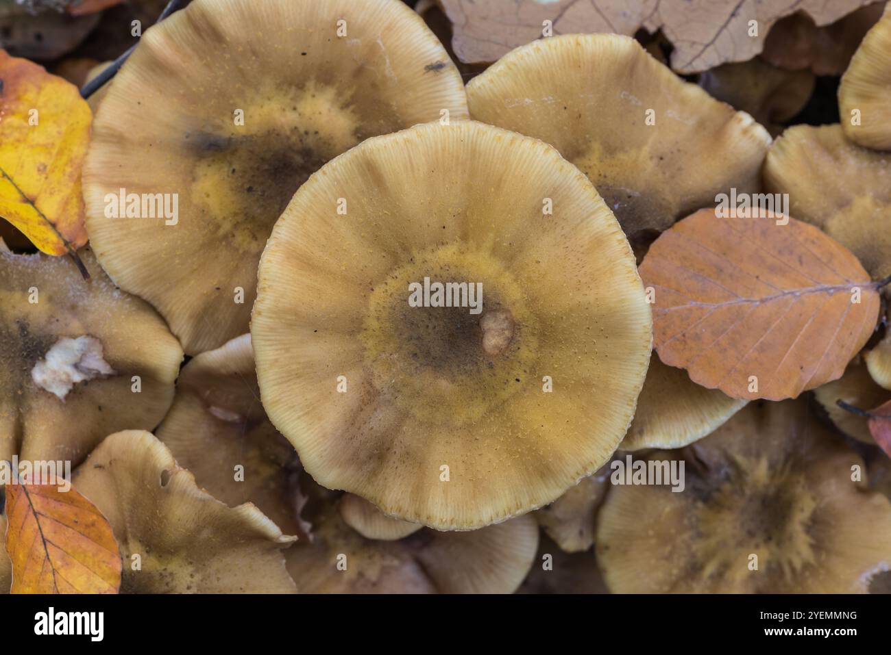 Cap (pileus) of Honey Fungus (Armillaria mellea) on Box Hill, Surrey ...