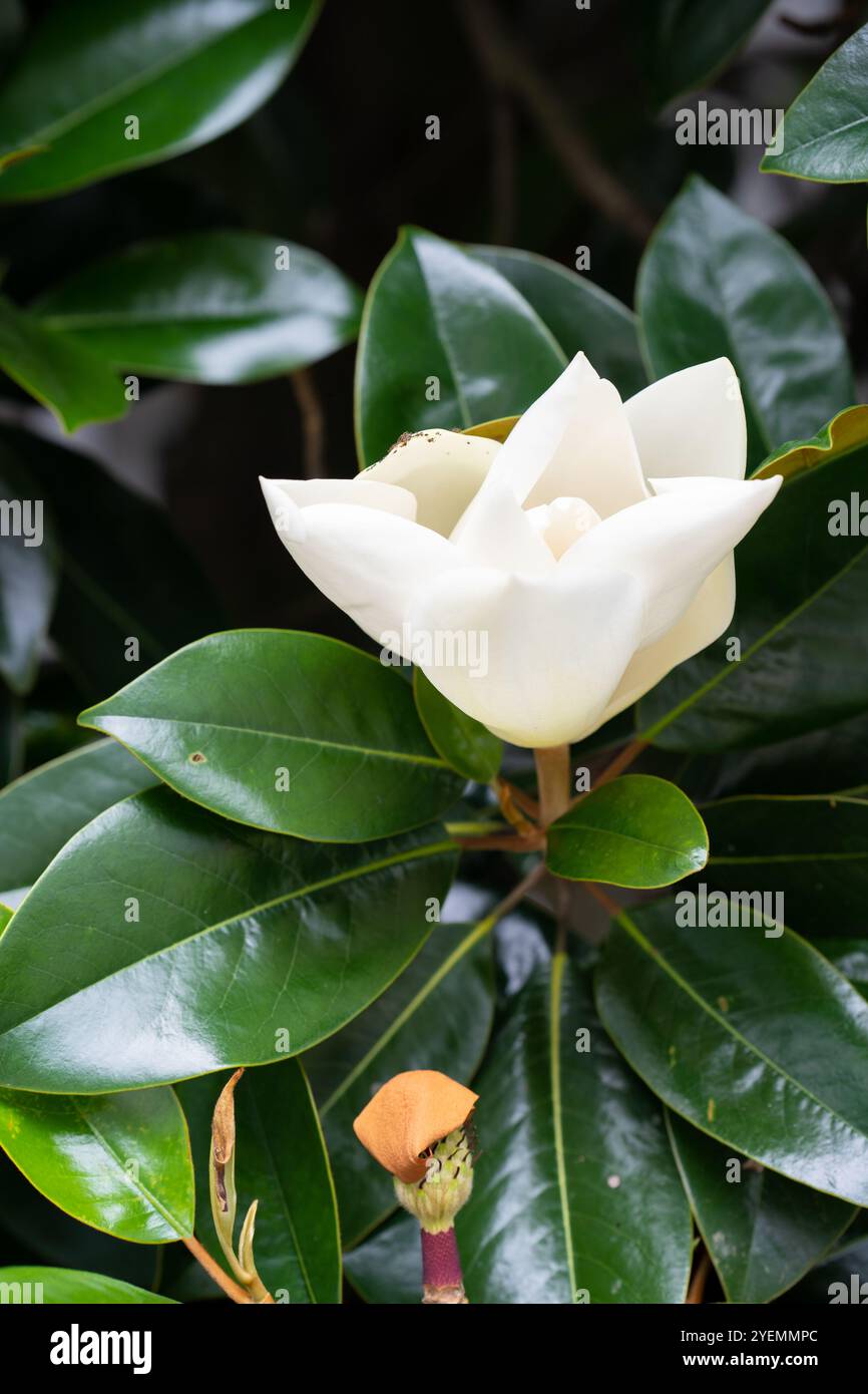 Magnolia bloom showcases hi-res stock photography and images - Alamy