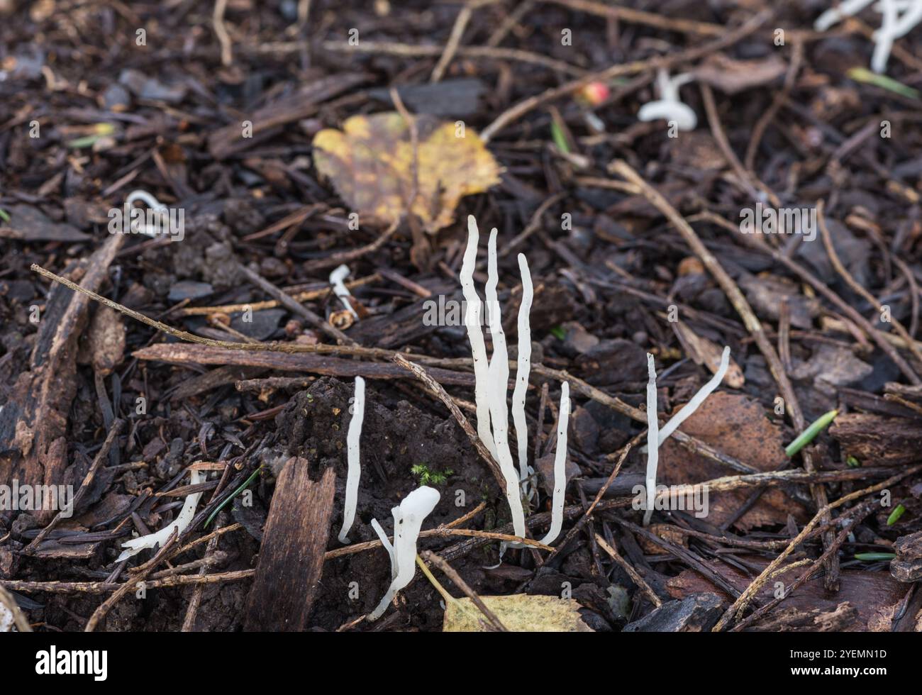 Clavaria hi-res stock photography and images - Alamy