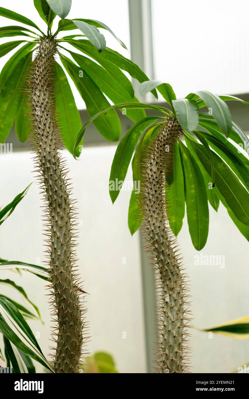 Pachypodium lamerei, madagaskar palm. Two striking succulent plants ...