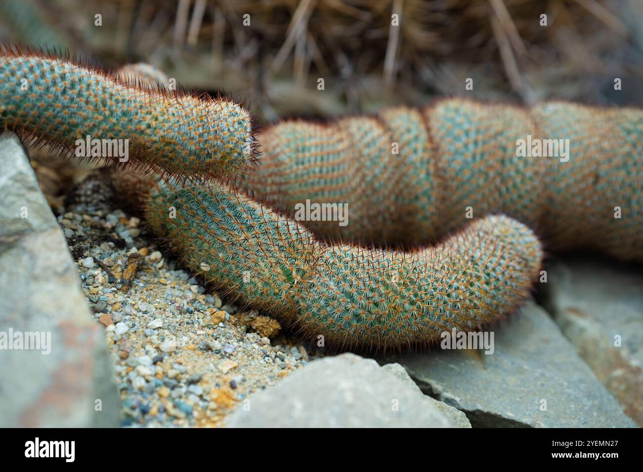 Showcasing spiky textures hi-res stock photography and images - Alamy