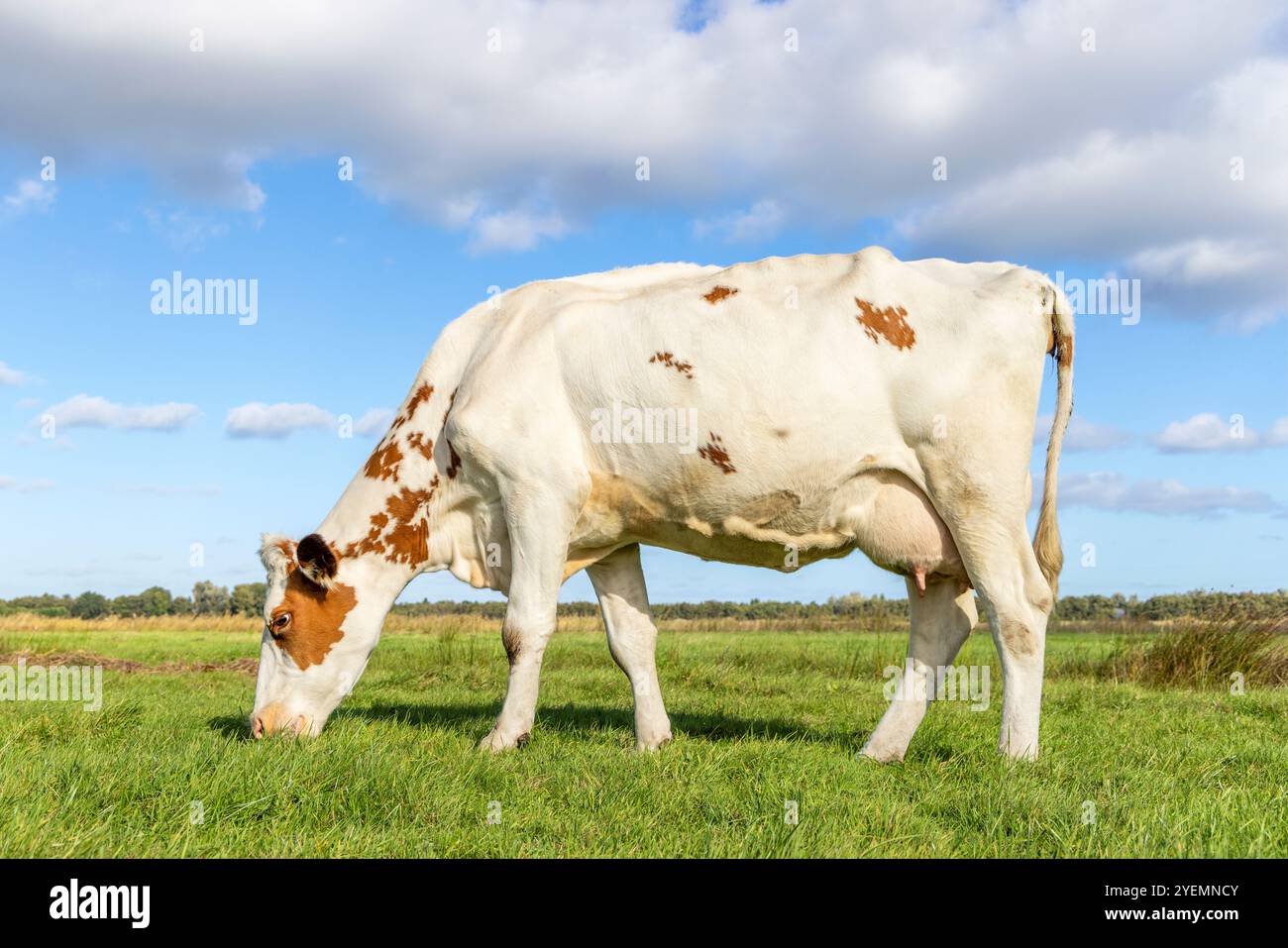 Dairy cow grazing in a field, red and white spotted coat, fully in ...