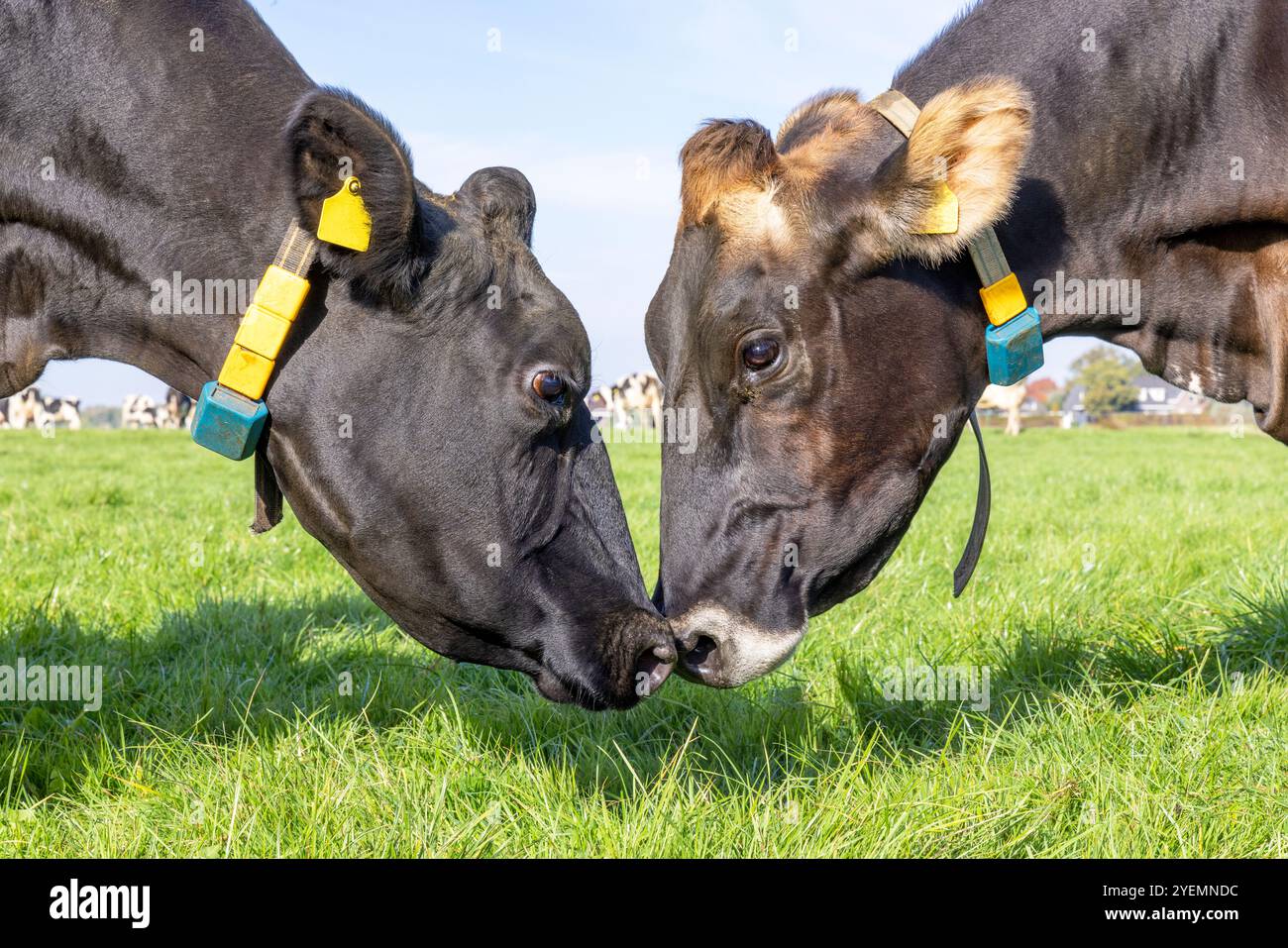 2 cows heads together, love and playful, cuddling or fighting or mating ...