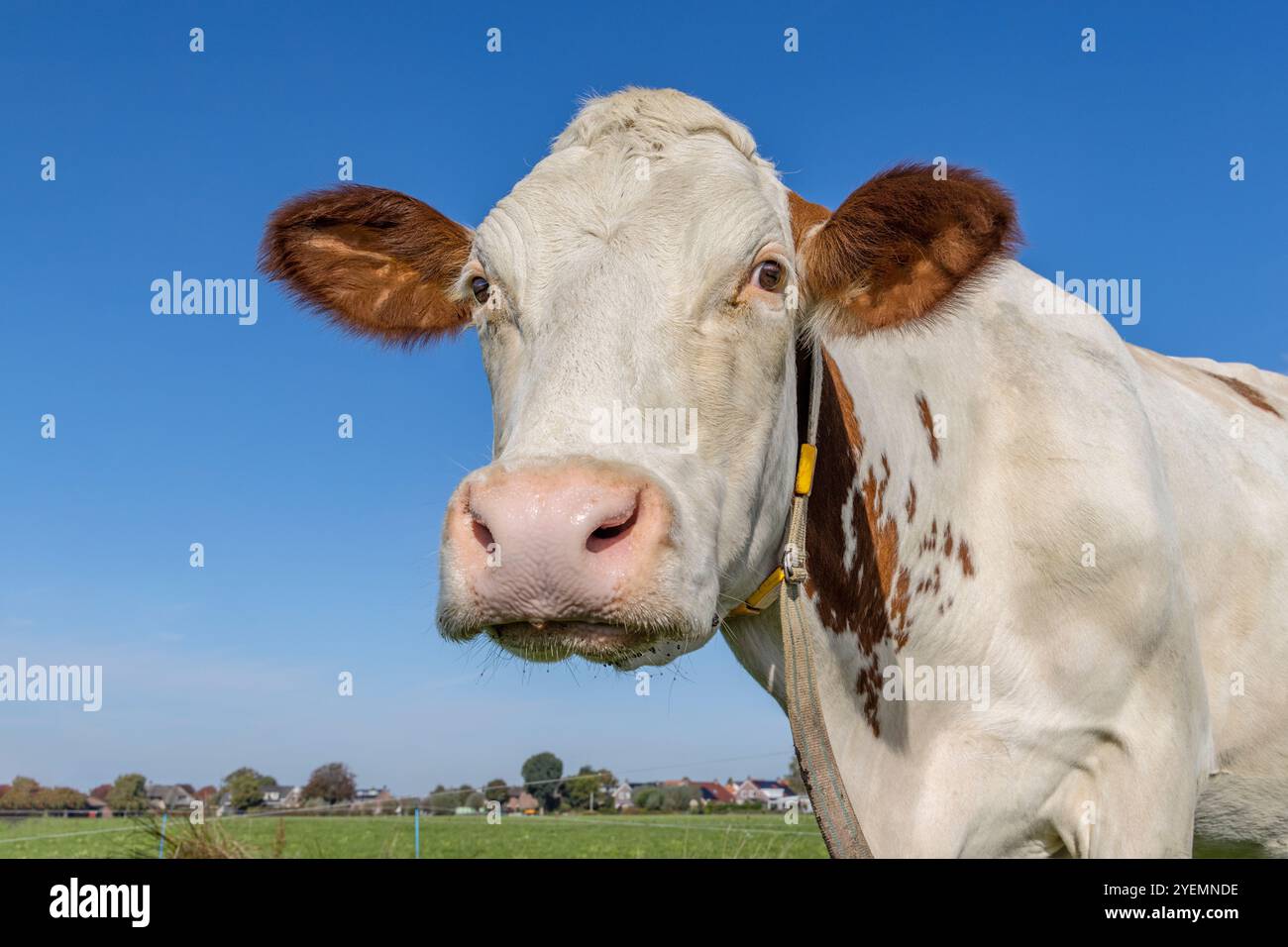 Face of a cow, large head and big pink nose, white and spotted red ...