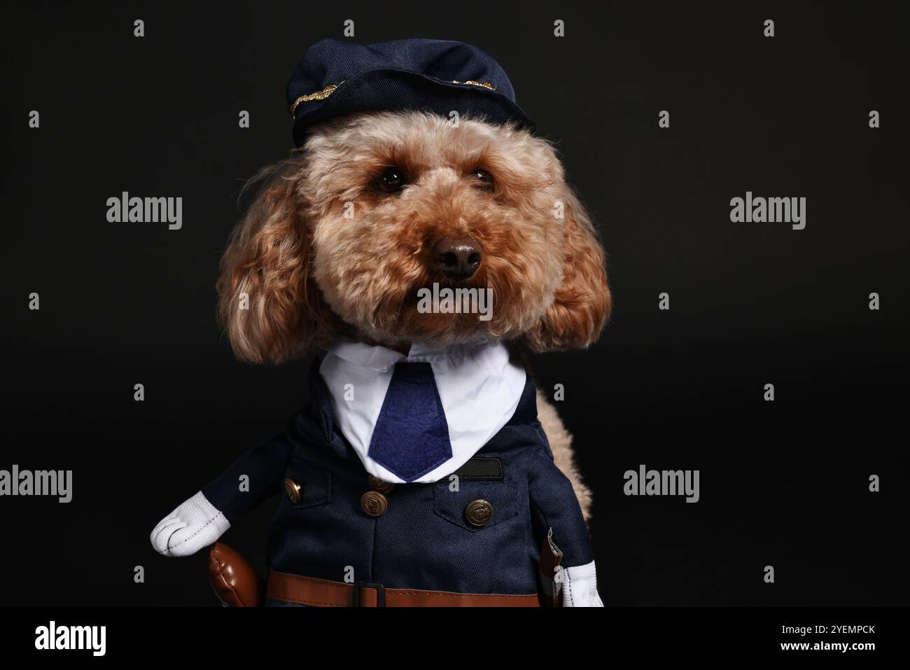 Cute Toy Poodle dog in police costume on black background Stock Photo ...