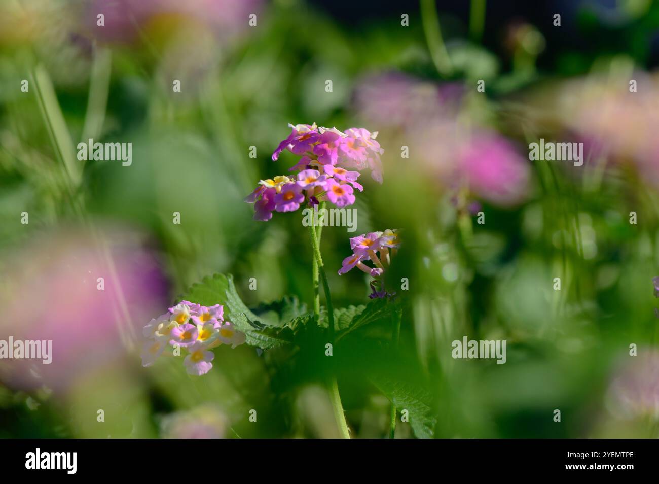 Lush green foliage surrounds clusters of vibrant pink blooms under a ...