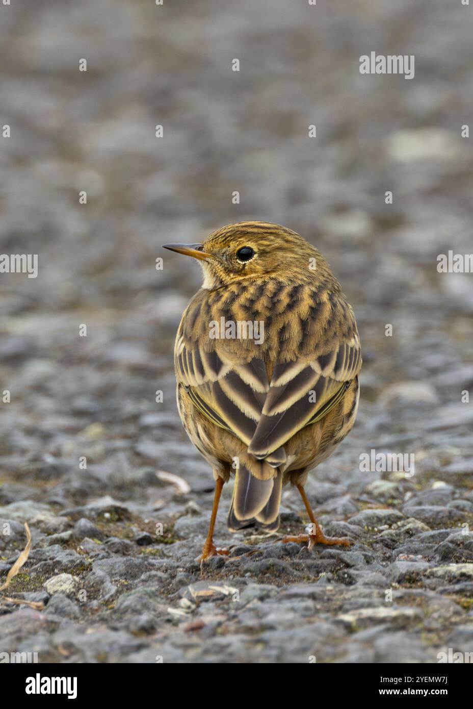 The Meadow Pipit, a small insect-eating bird, forages in grassy plains ...