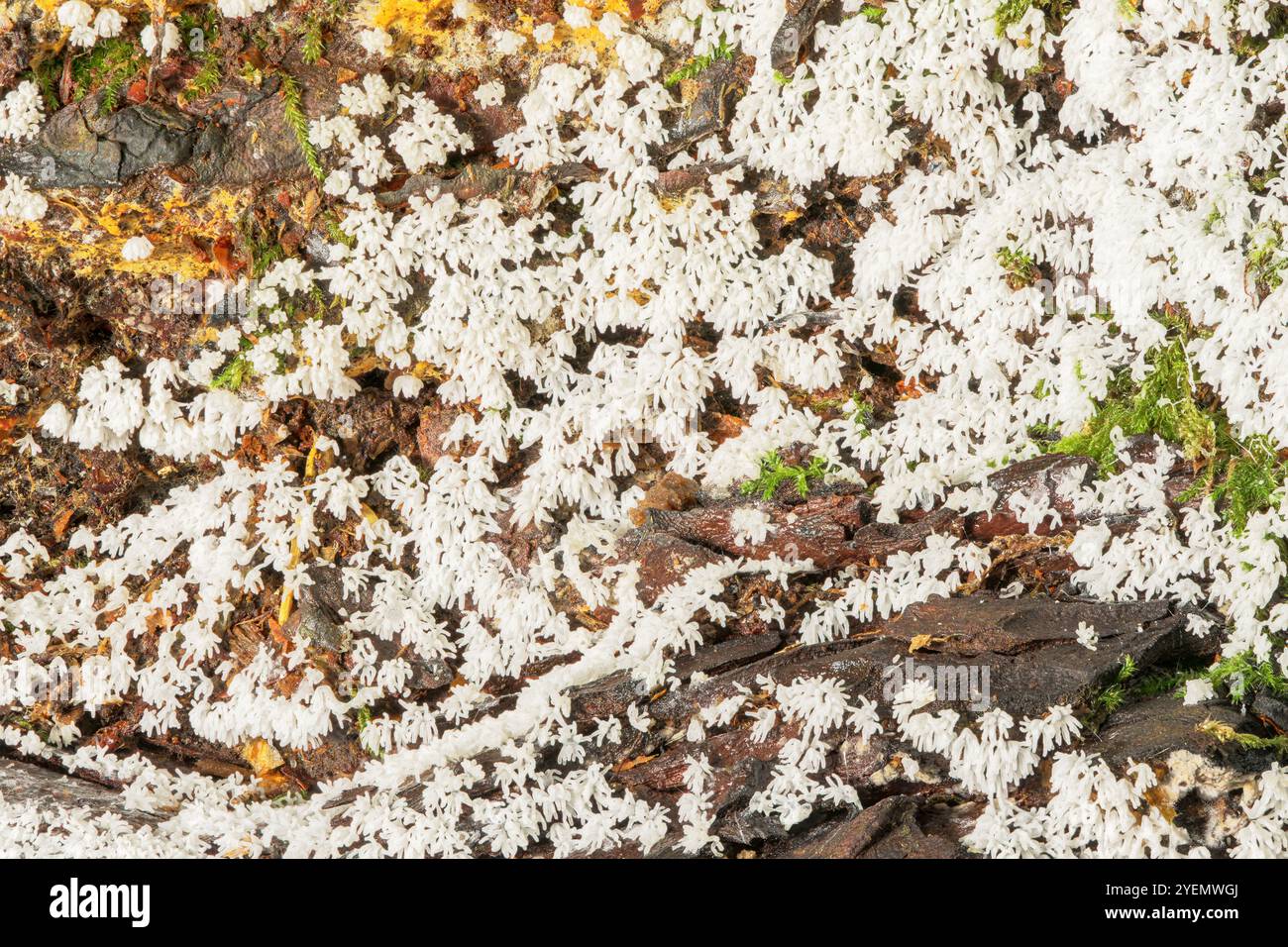 Ceratiomyxa fruticulosa, Slime Mould species, Felbrigg, Norfolk, United ...