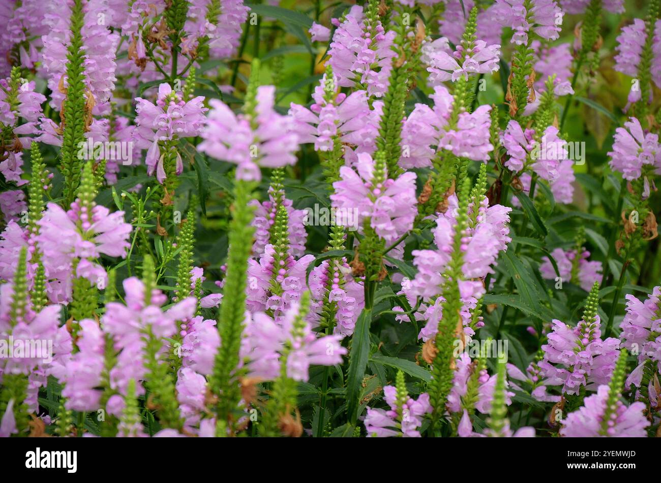 Physostegia virginiana, the obedient plant, obedience or false ...