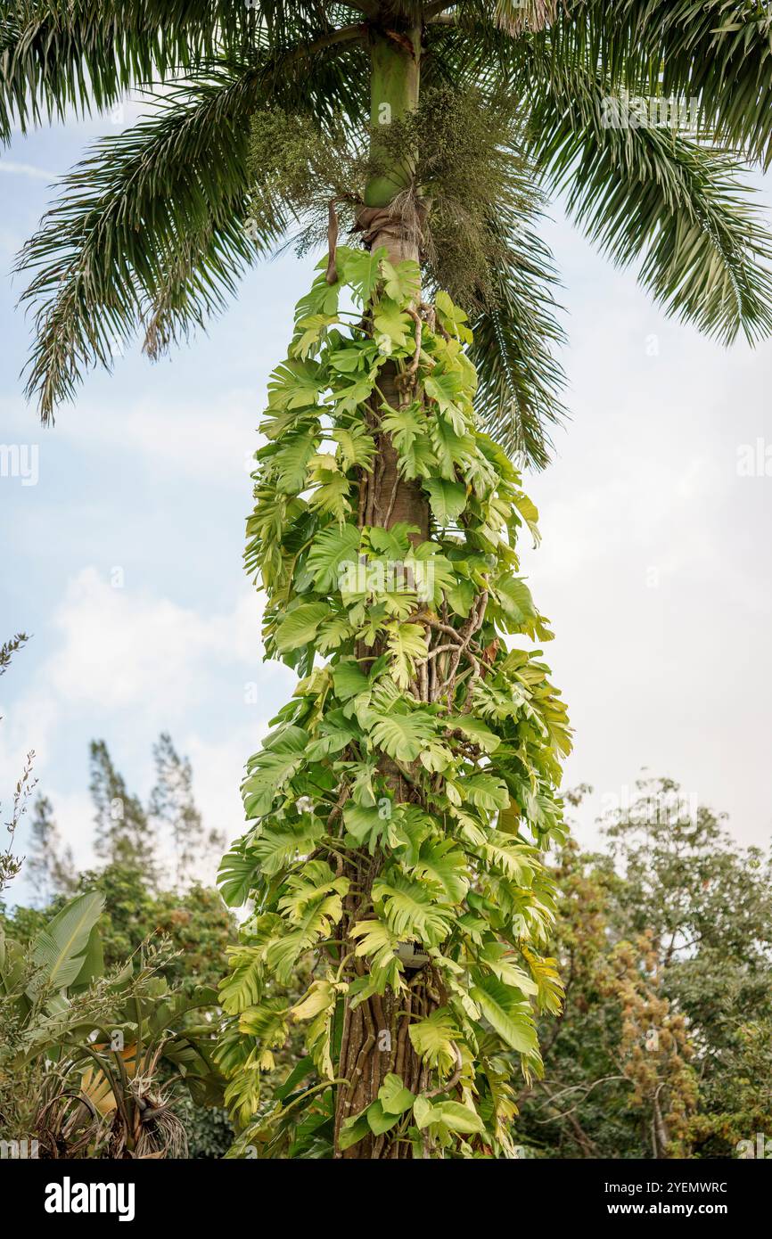 Golden Pothos growing on a palm Stock Photo - Alamy