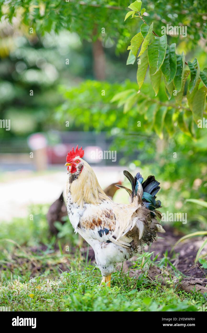 Male rooster hi-res stock photography and images - Alamy