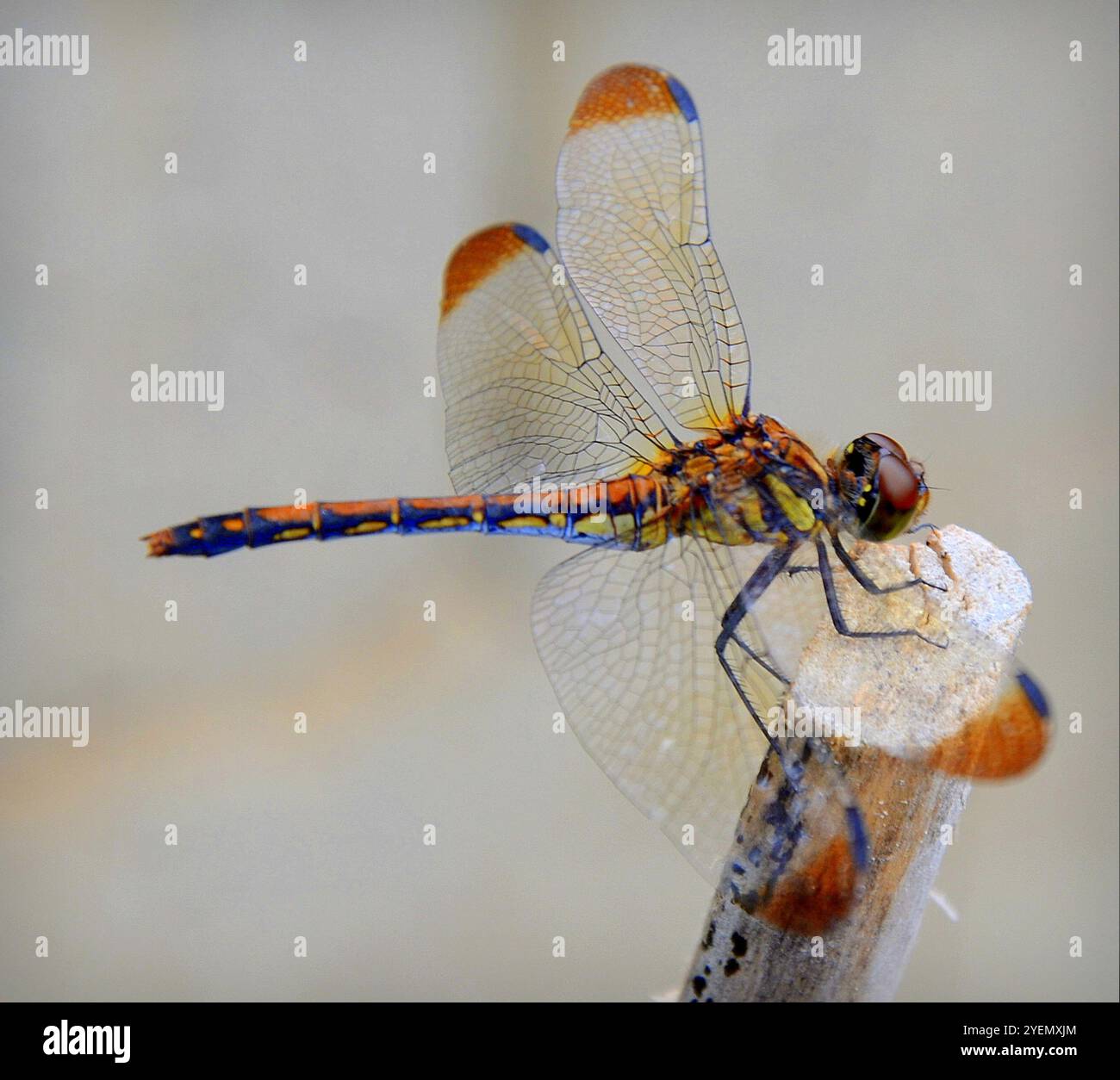 Dragonflies of asia hi-res stock photography and images - Alamy