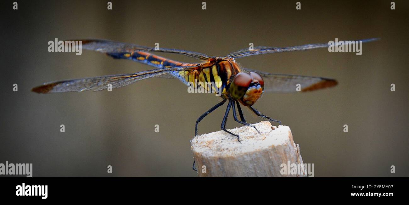 Dragonfly Sympetrum baccha matutinum female. Yangdong, Gyeongju-si ...