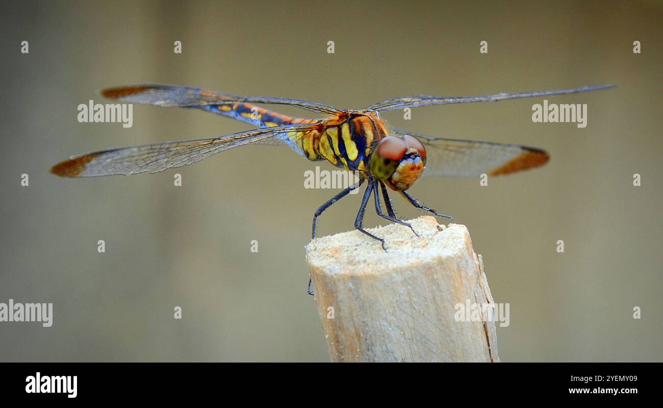 Dragonfly Sympetrum baccha matutinum female. Yangdong, Gyeongju-si ...