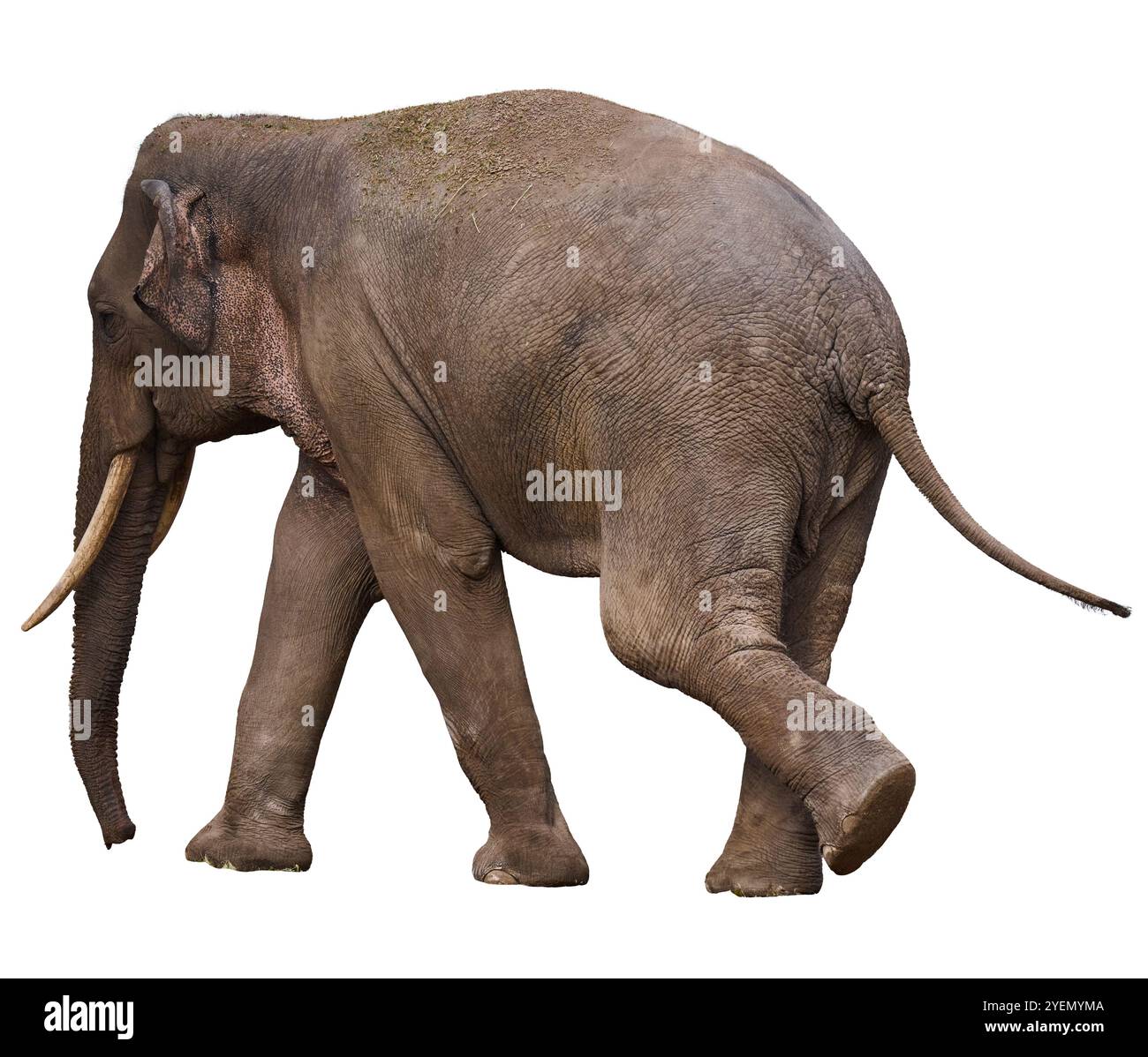 African elephant walking forward hi-res stock photography and images ...