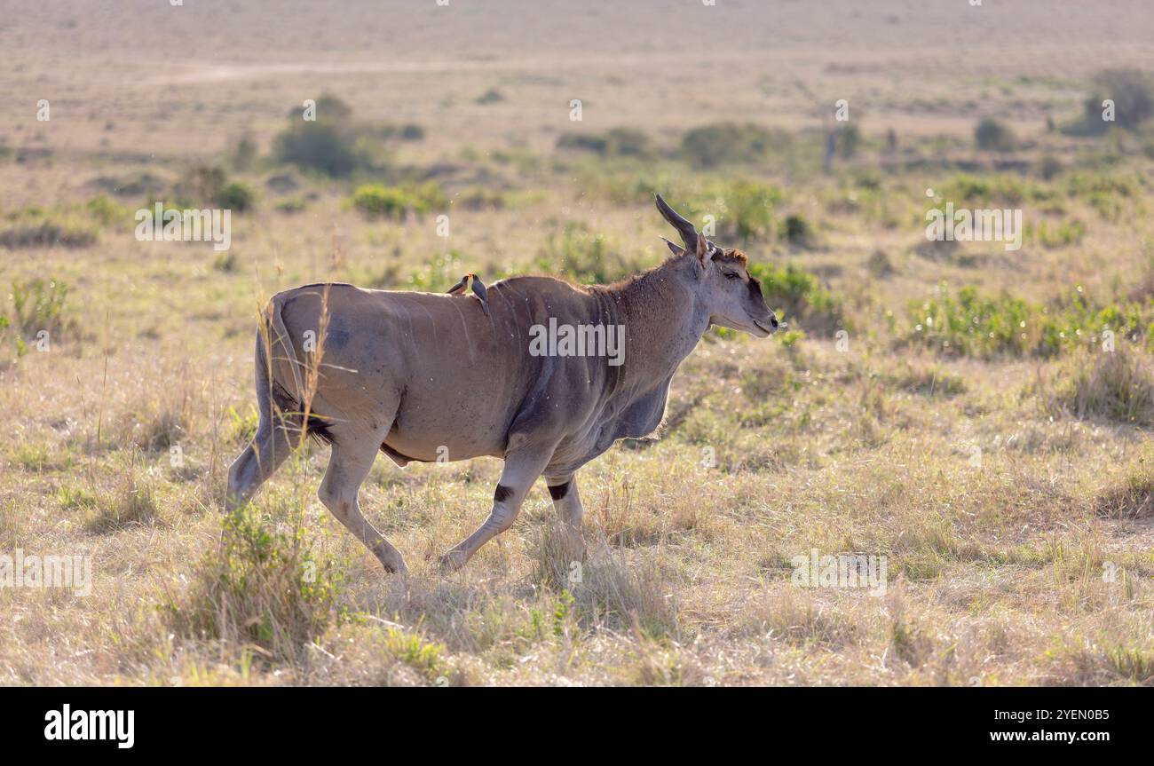 Common Eland antelope Masai Mara Nature Reserve, Kenya, East Africa ...