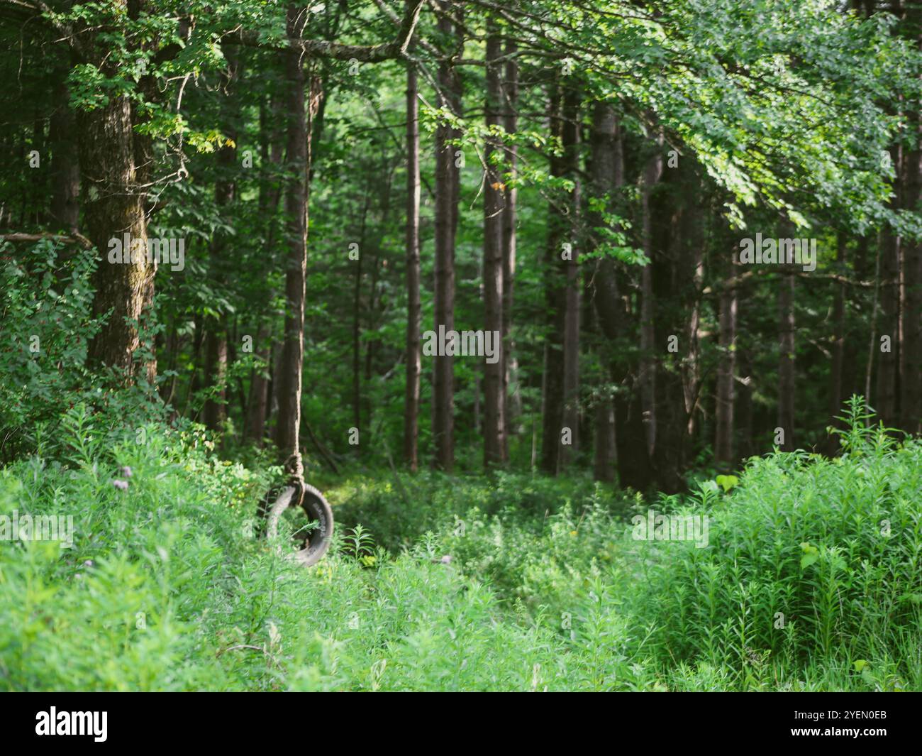 Backyard Childhood Tire Swing in the Wooded Area Stock Photo - Alamy