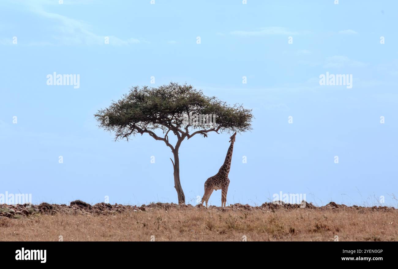 Giraffe and acacia tree shilhouetted in East Africa savannah with copy ...