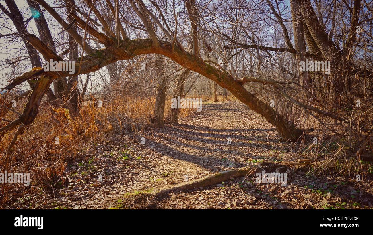 Tree Arching Over a Hiking Path in the Woods Stock Photo - Alamy