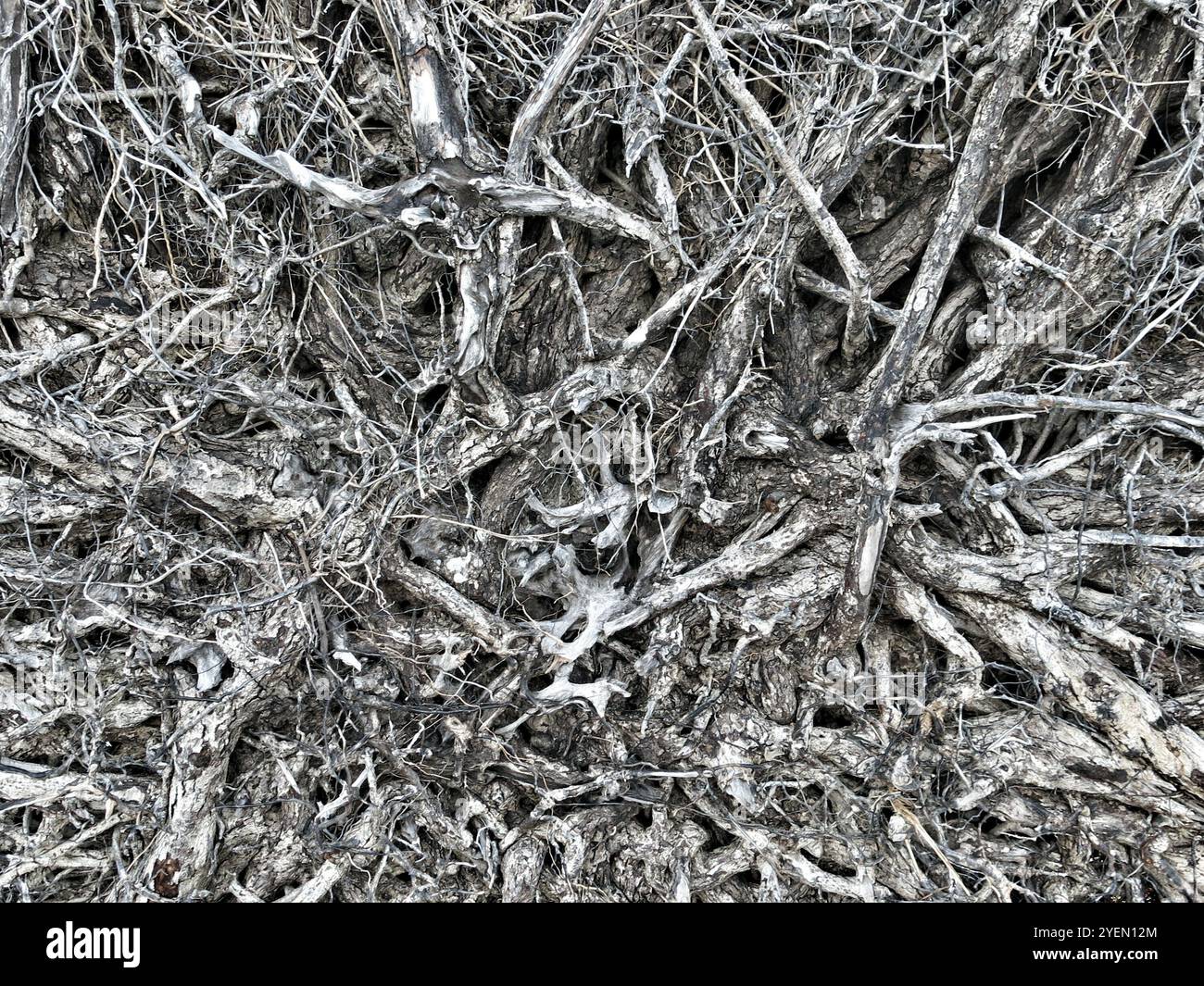 Web of Tree Roots Abstract Closeup Nature Background Stock Photo - Alamy
