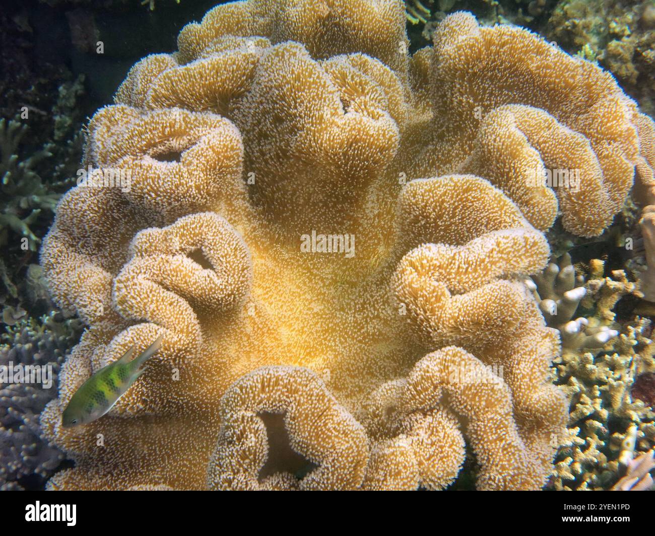 Coral in bali sea hi-res stock photography and images - Alamy