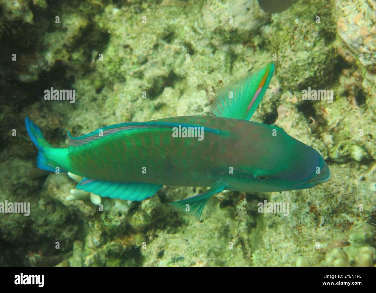 Coral in bali sea hi-res stock photography and images - Alamy