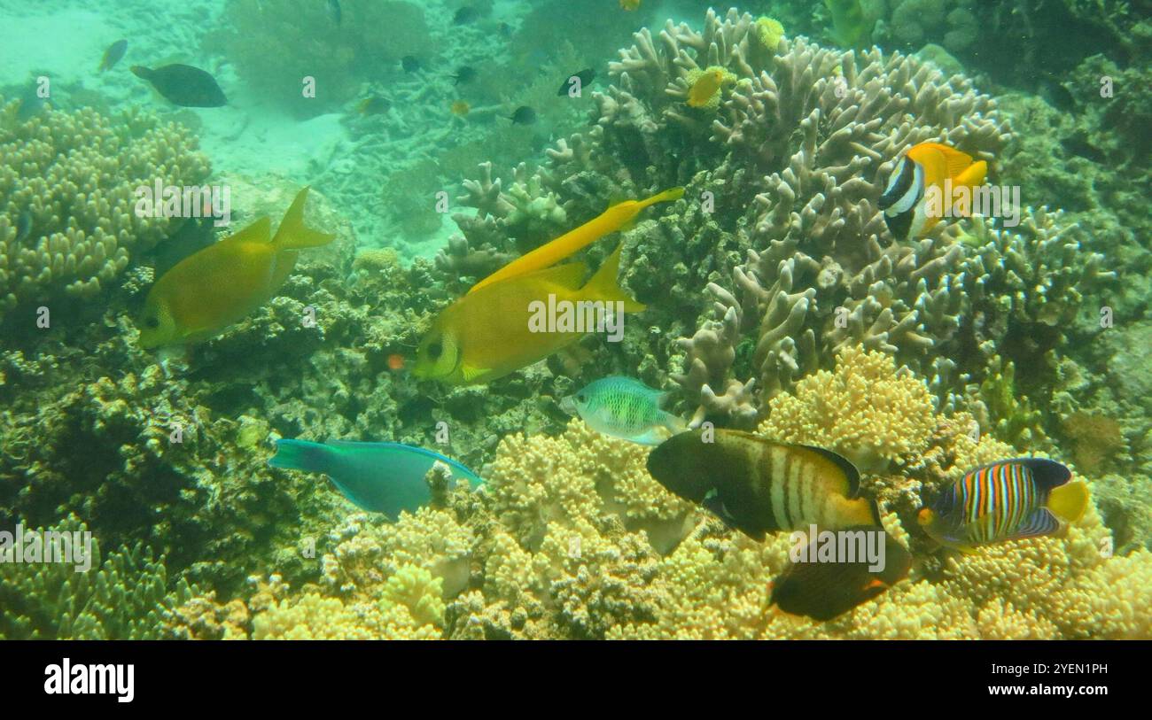 Underwater world scenery tropical fish hi-res stock photography and ...