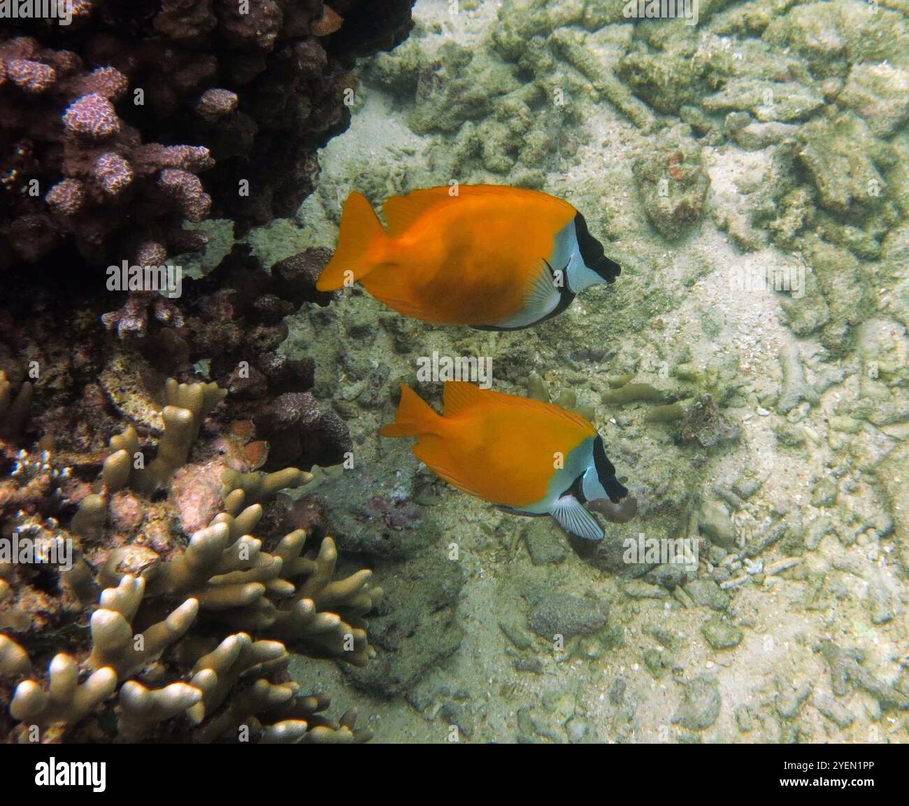 Two Foxface Rabbitfish in Bali Sea Stock Photo - Alamy