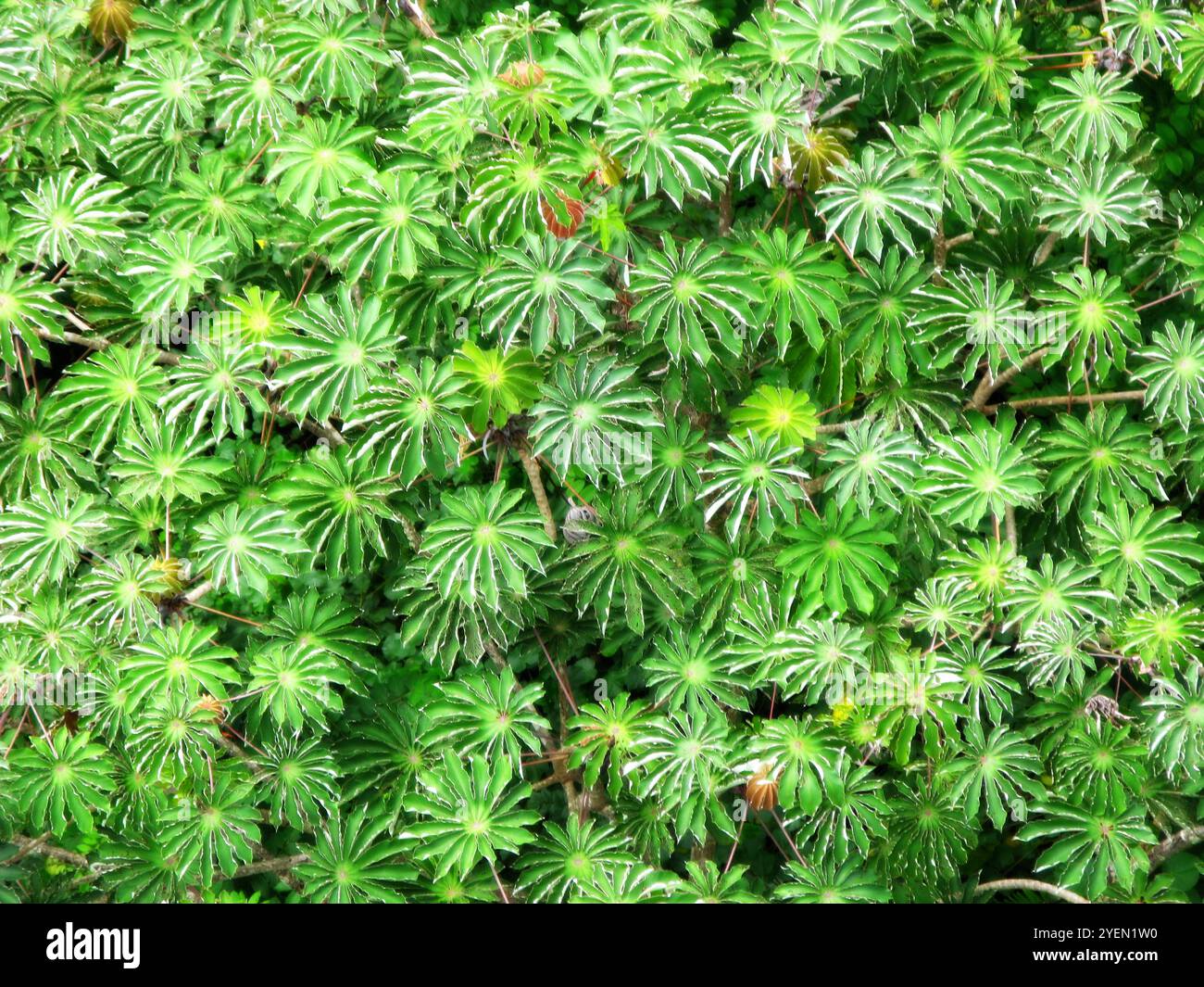 Green Texture Pattern Nature Background Tropical Treetops Hawaiian Tree ...