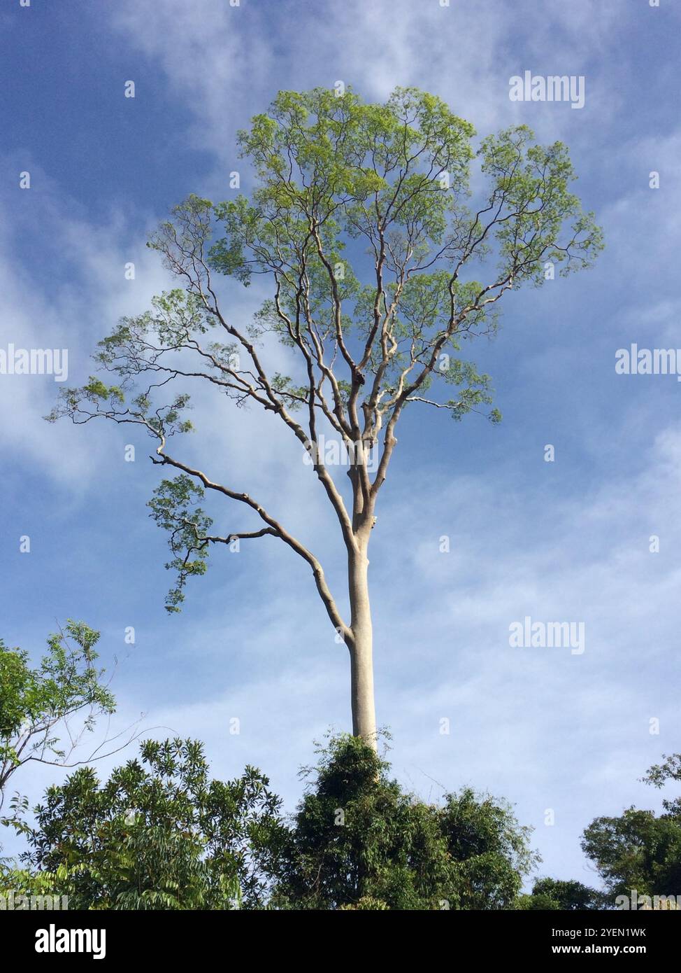 Eucalyptus tree silhouette leaves hi-res stock photography and images ...