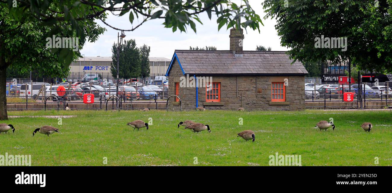 Small flock of adult Canada Geese, branta canadensis grazing, Cardiff ...