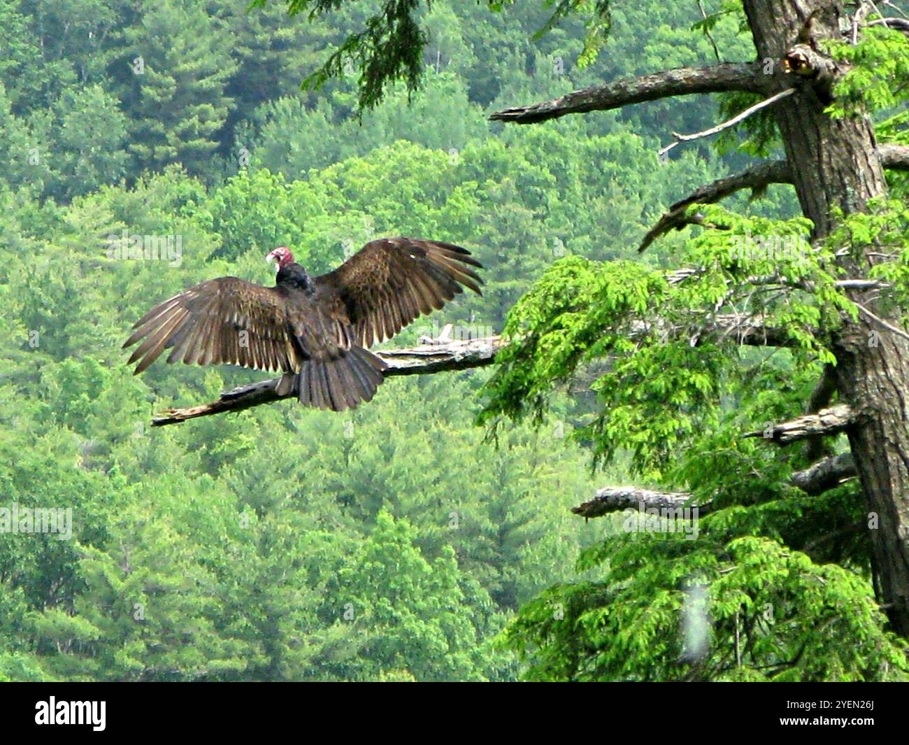 Turkey Vulture Perched on a Tree Branch Above the Green Forest Thachers ...