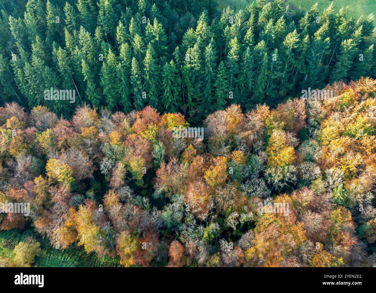 An aerial view in Autumn of a road dividing deciduous and evergreen ...