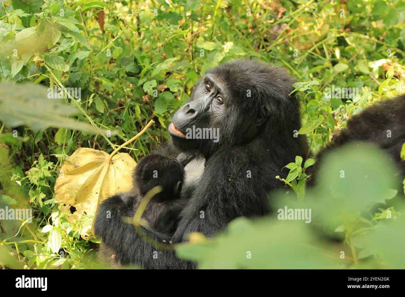 A rare and intimate moment of a Ugandan mountain gorilla breastfeeding ...