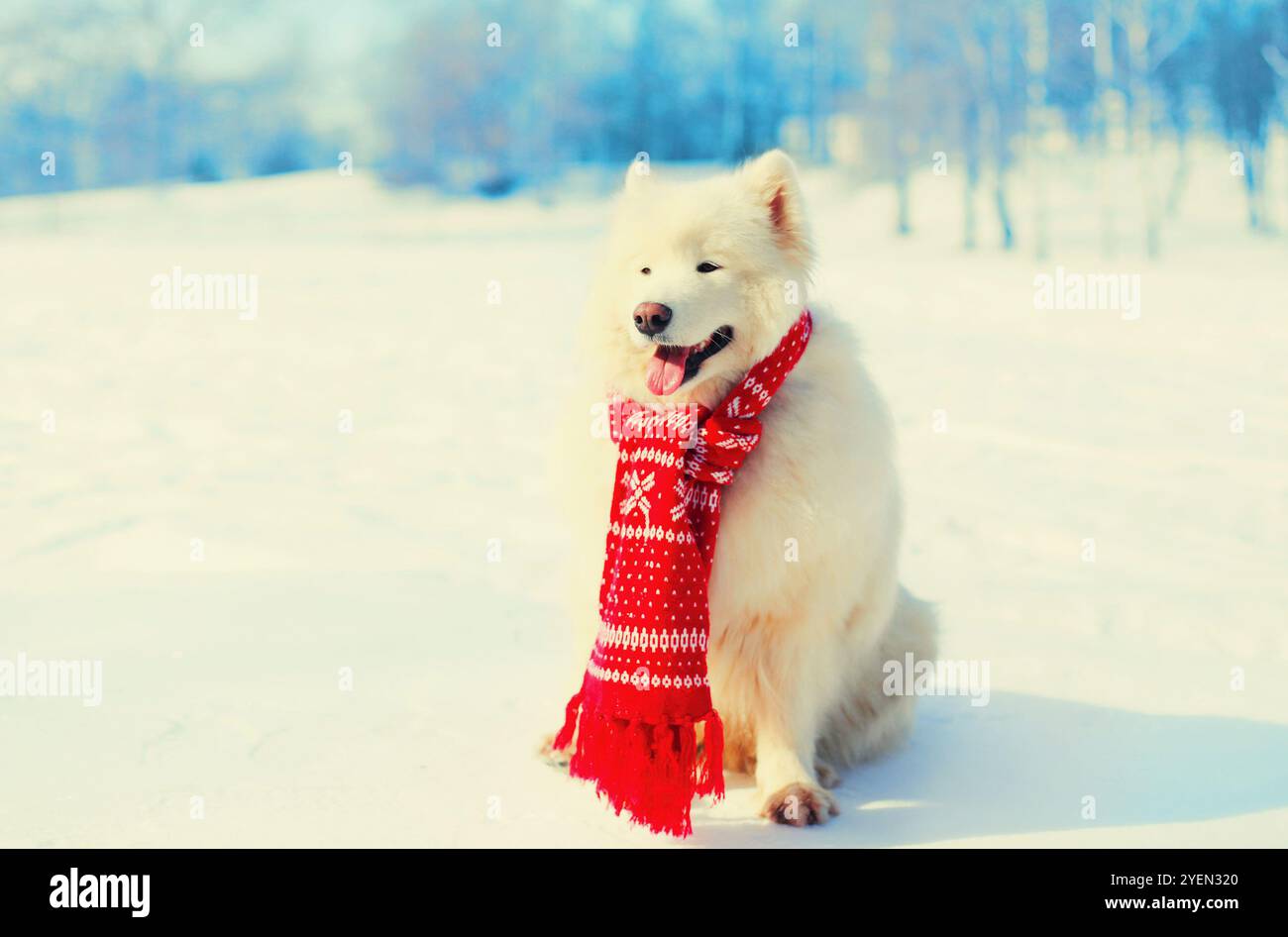 Samoyed in winter hi-res stock photography and images - Alamy