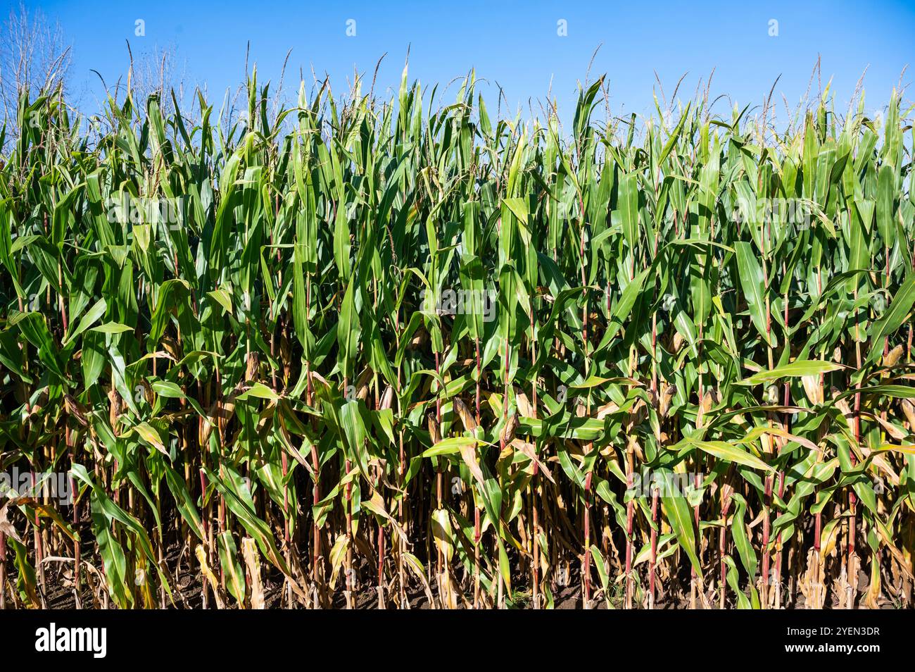 Detail of ripe corn field at the Flemish countryside in Vlezenbeek ...