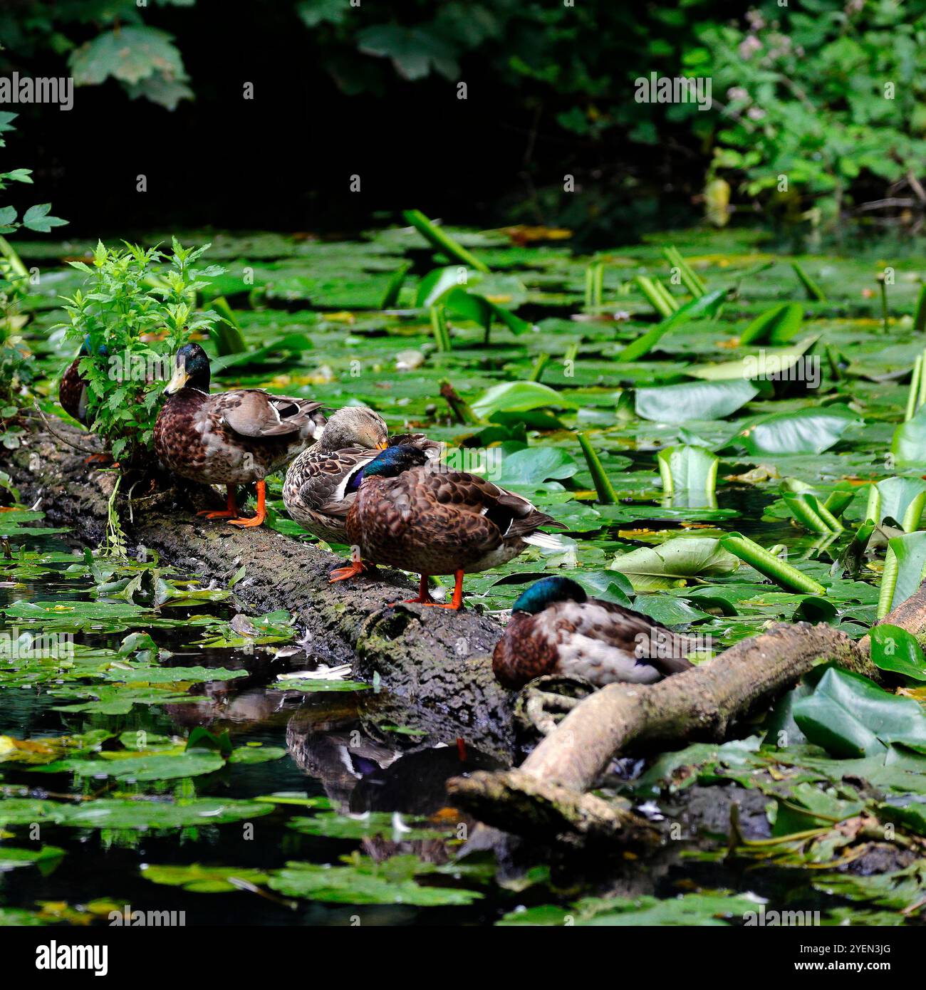 Wild mallard ducks and drakes (anas platyrhynchos) balancing on a log ...