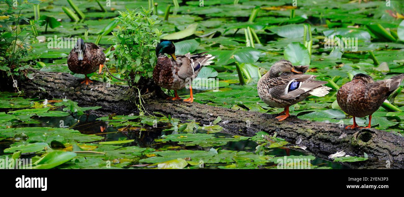 Wild mallard ducks and drakes (anas platyrhynchos) balancing on a log ...