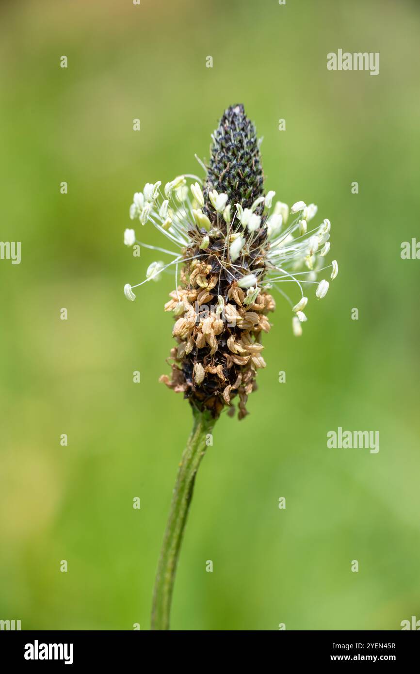 Macro shot of a ribwort plantain (plantago lanceolata) plant Stock ...