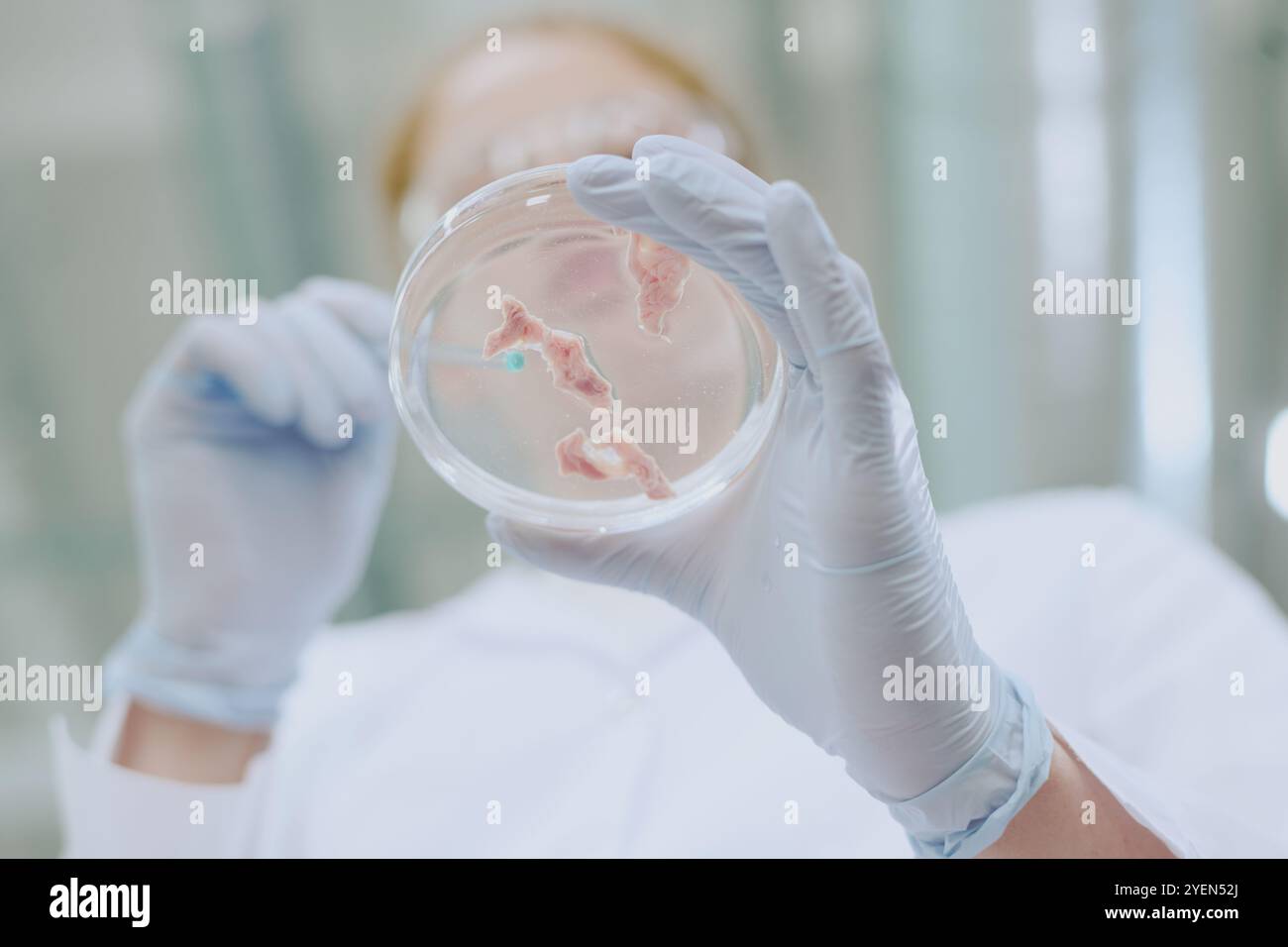 Scientist holding and observing growth of bacterial culture inside ...