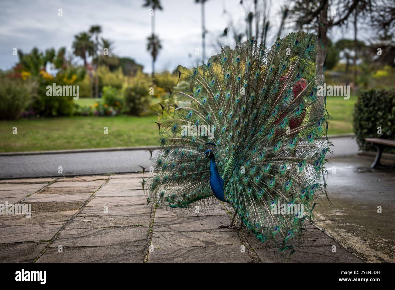 Feathers fanning hi-res stock photography and images - Alamy