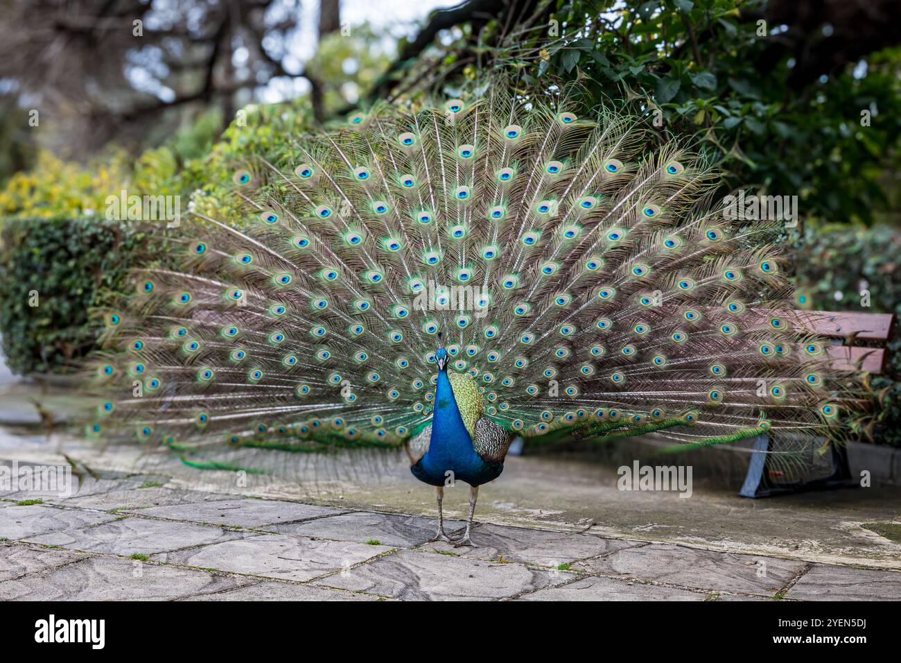 Beautiful male peacock fanning his colorful tail feathers Stock Photo ...