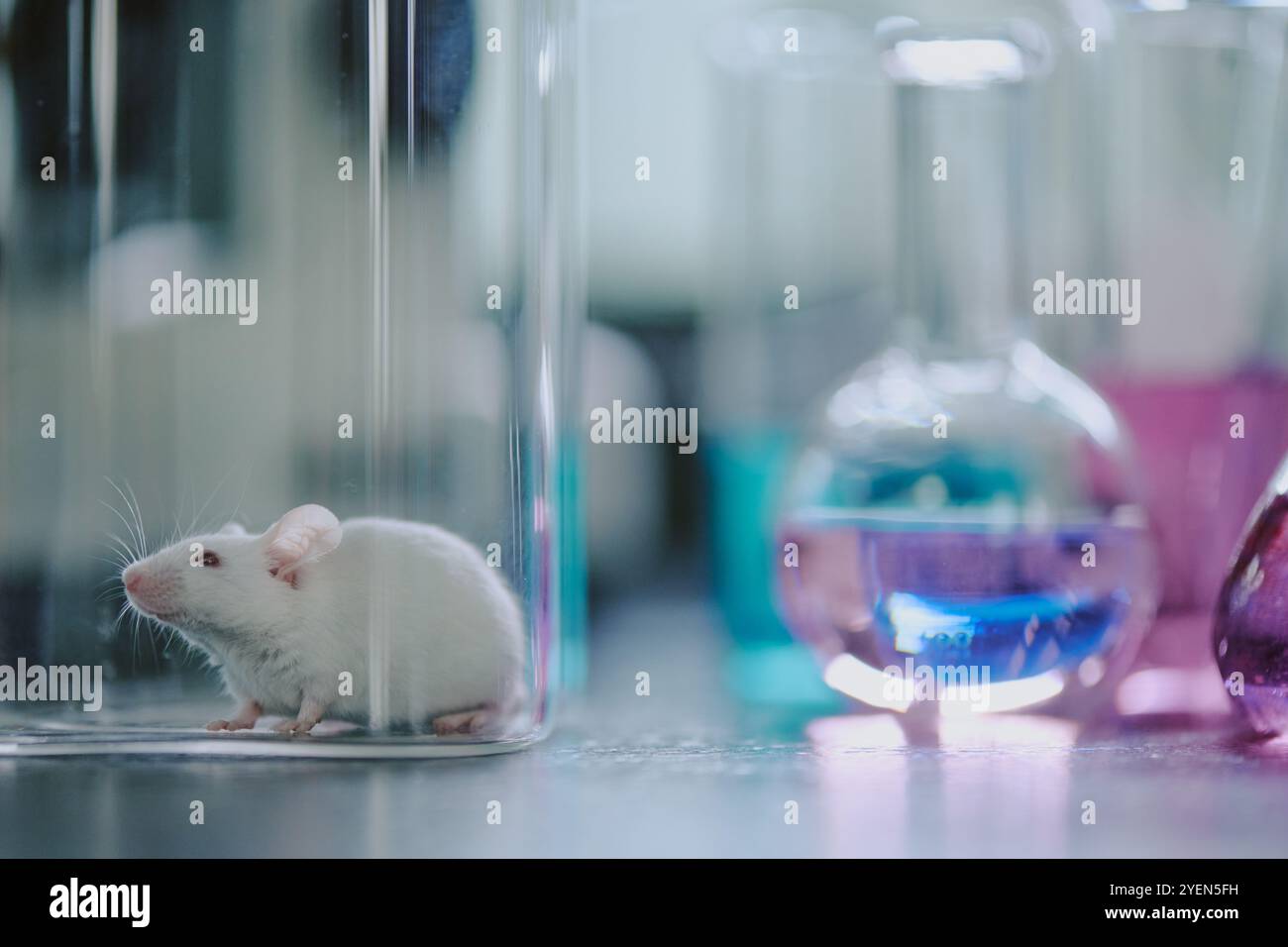 White mouse inside a laboratory with various glassware in background ...