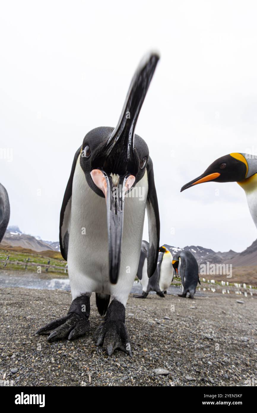Curious king penguin (Aptenodytes patagonicus) breeding and nesting ...