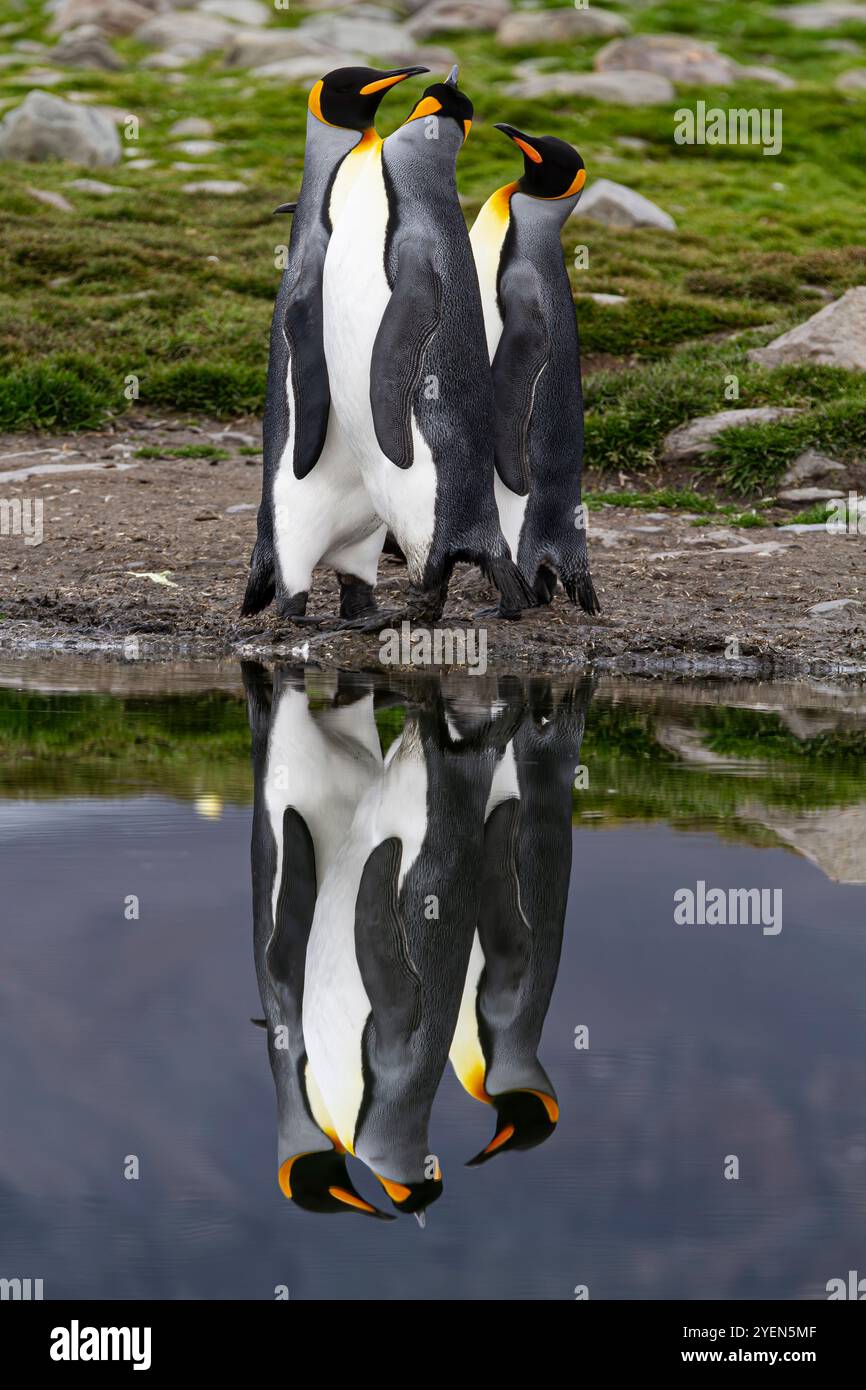 King penguin (Aptenodytes patagonicus) reflected in melt water pond at ...